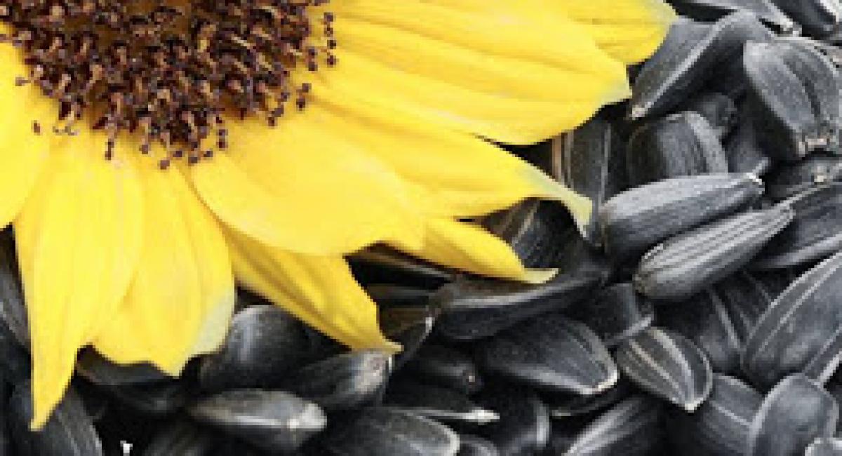 Products - UNICAPS - cultivation and processing of agricultural crop seeds.